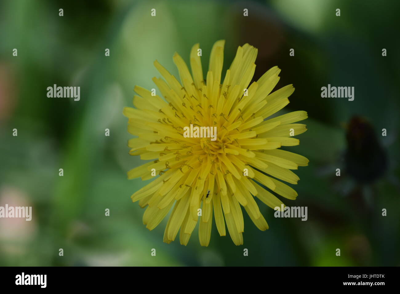 Common sowthistle, Sonchus oleraceus Stock Photo - Alamy