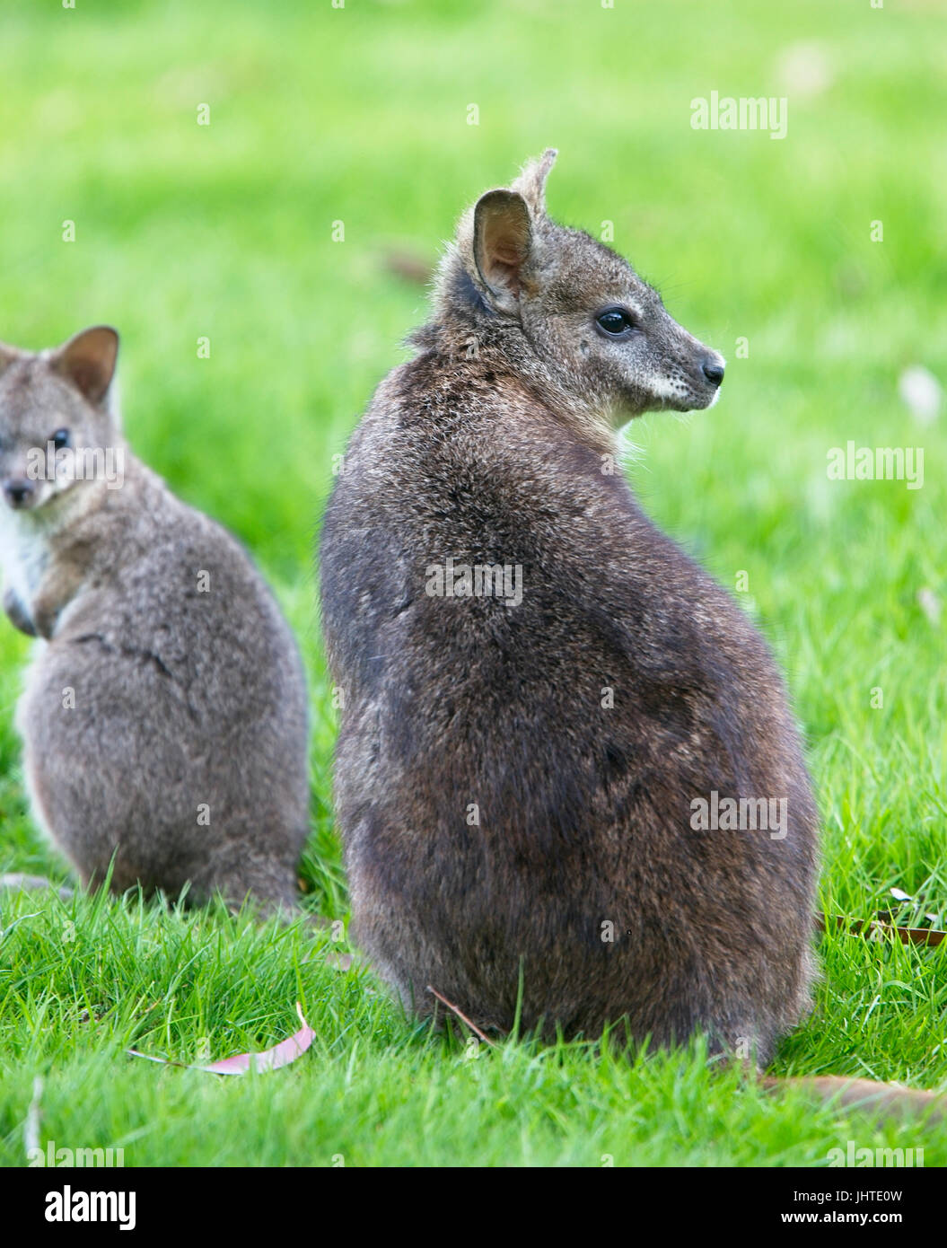 Adult Wallaby High Resolution Stock Photography and Images - Alamy