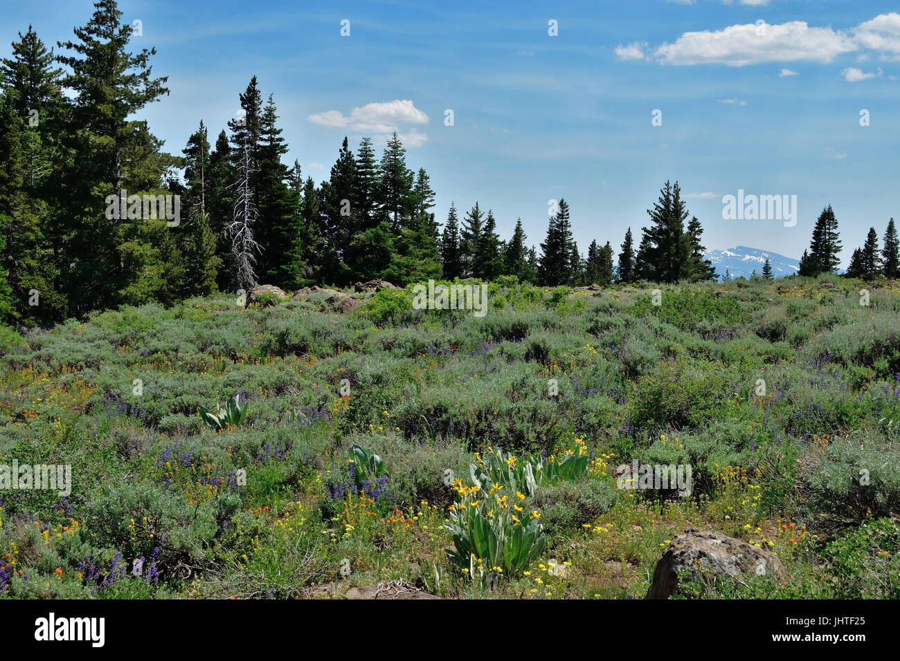 View from Warner Mountains, Modoc County, California Stock Photo - Alamy