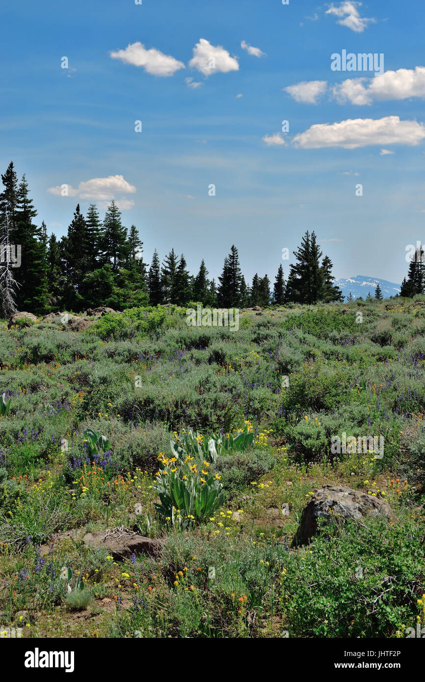 Modoc national forest hi-res stock photography and images - Alamy