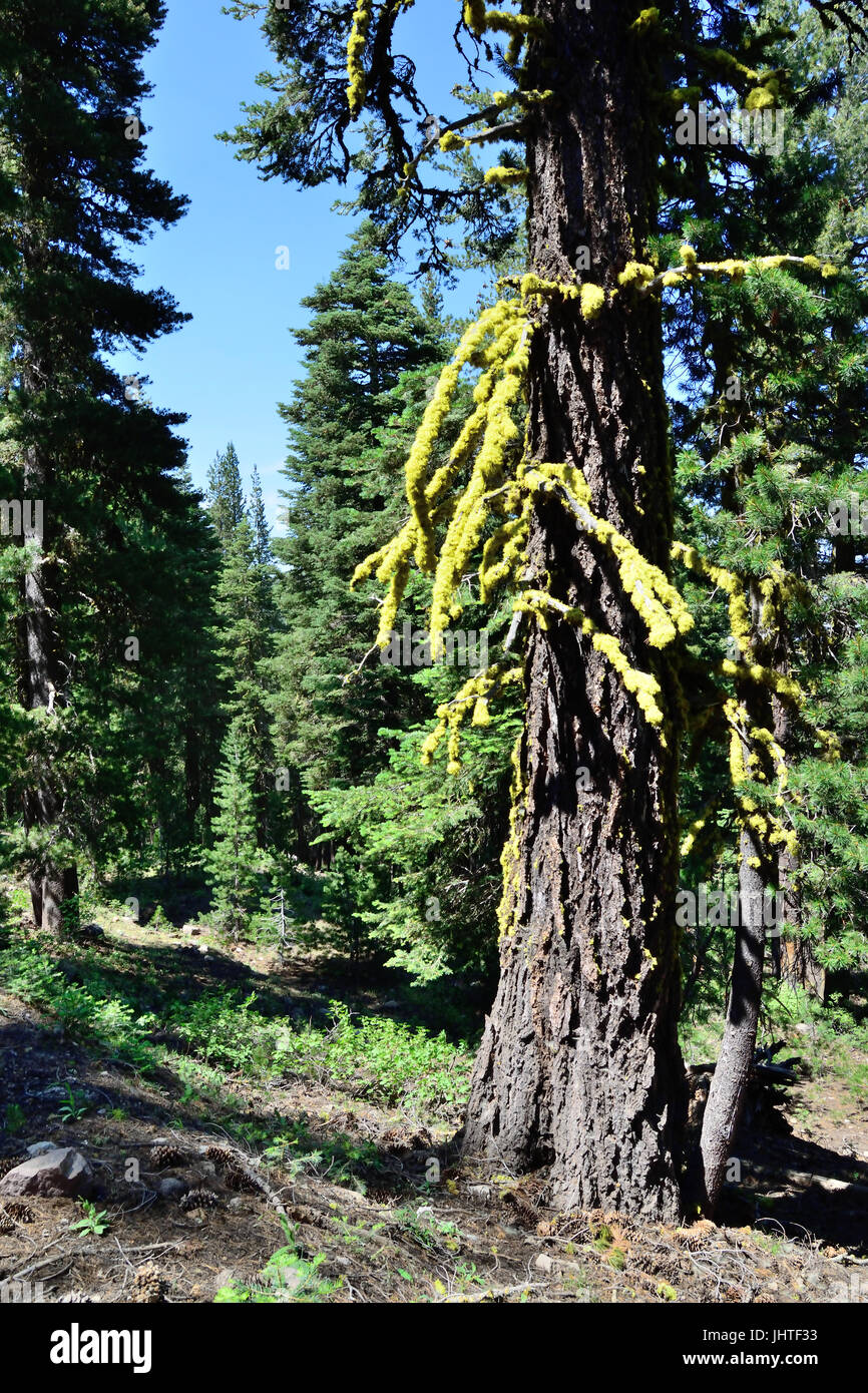 Moss on pine tree Stock Photo - Alamy