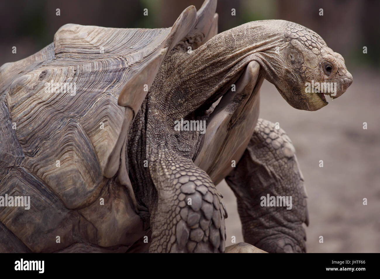 giant Galapagos turtle , close up Stock Photo - Alamy
