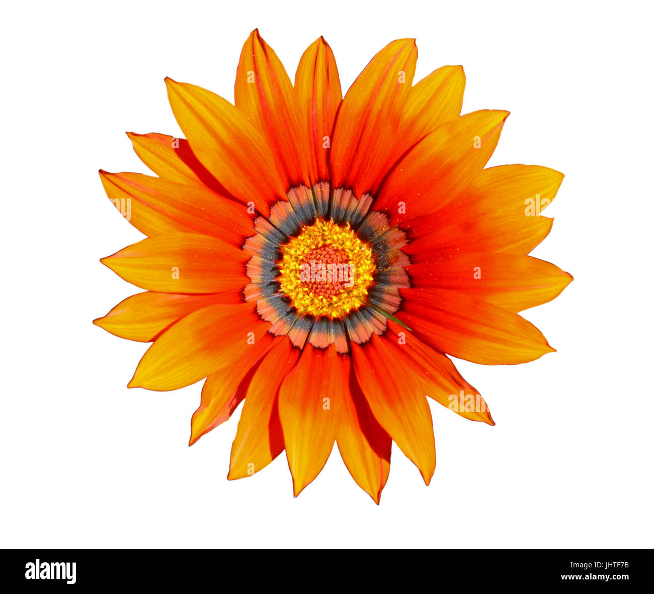 Flower of orange gazania, isolated on white closeup Stock Photo - Alamy