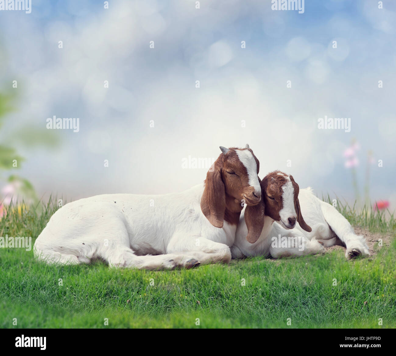 Two young Boer goats resting Stock Photo - Alamy