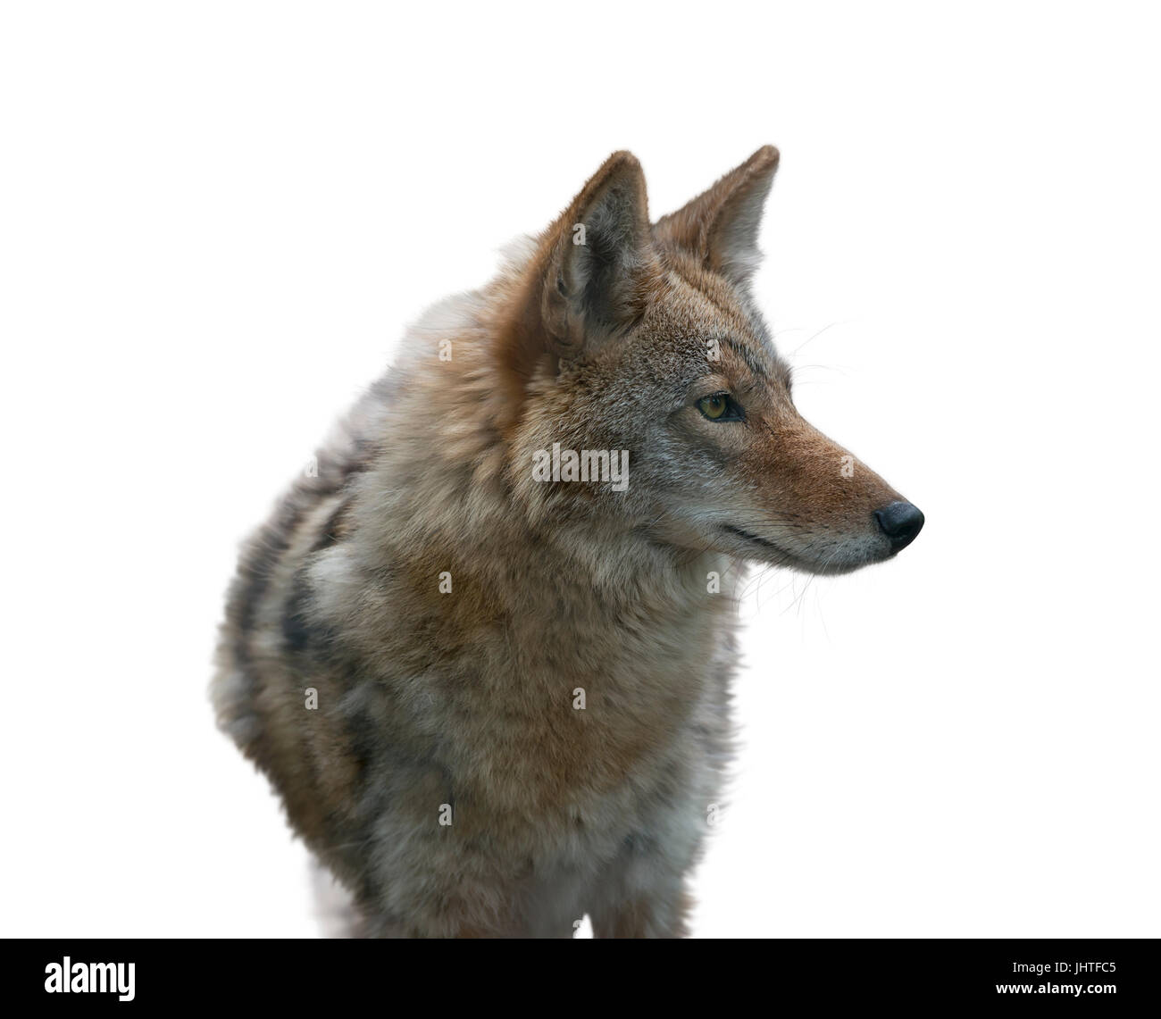 Coyote Portrait isolated on white background Stock Photo - Alamy