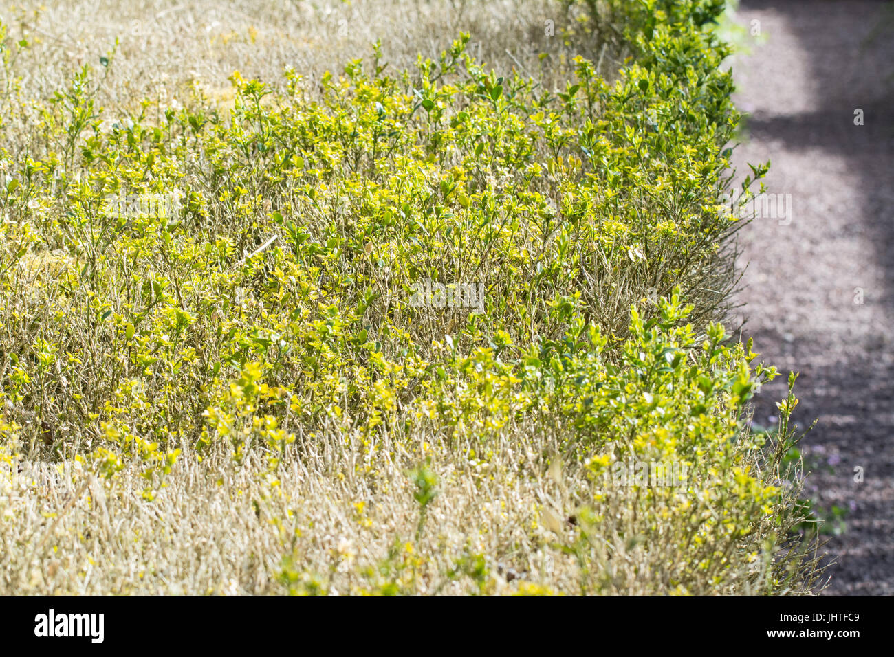 Box blight hi-res stock photography and images - Alamy
