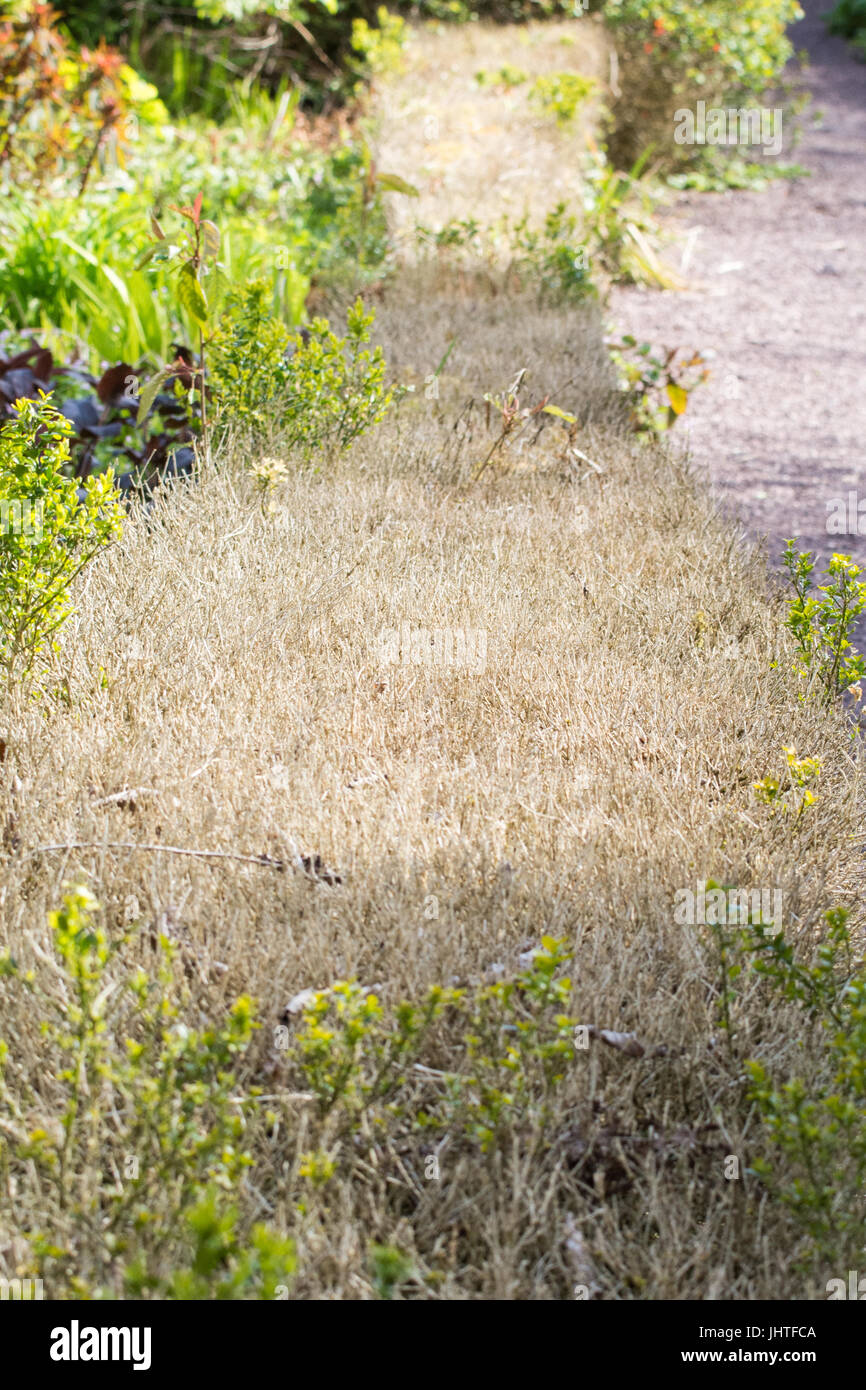 box blight - cylindrocladiumn buxicola Stock Photo - Alamy