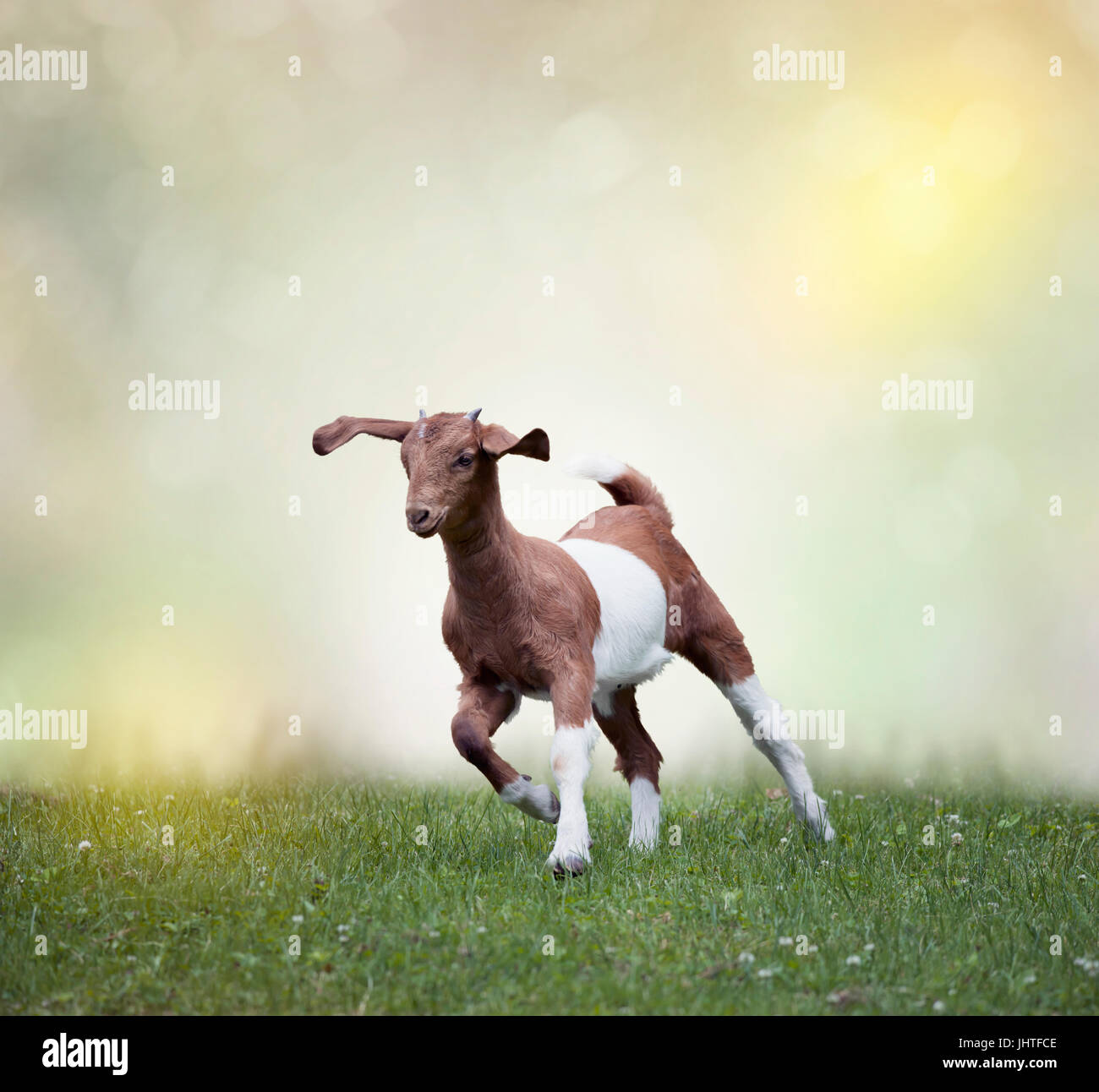 Goat running hi-res stock photography and images - Alamy