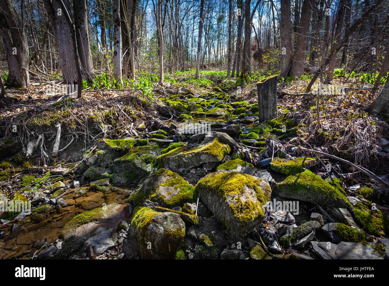 Beautiful scene in forest hi-res stock photography and images - Alamy