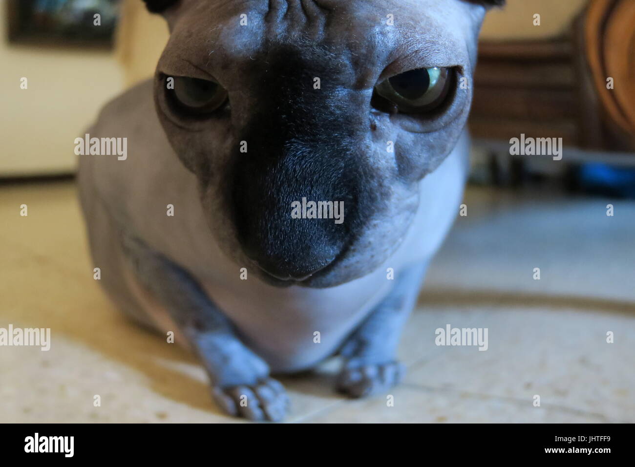 Closeup cat nose hi-res stock photography and images - Alamy