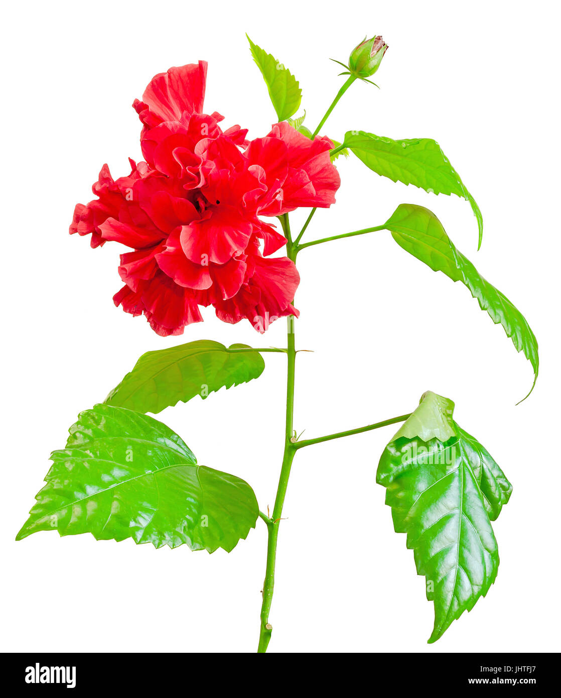 Red Japanese Rose, Rosa rugosa, hibiscus rosa-sinensis, close up ...