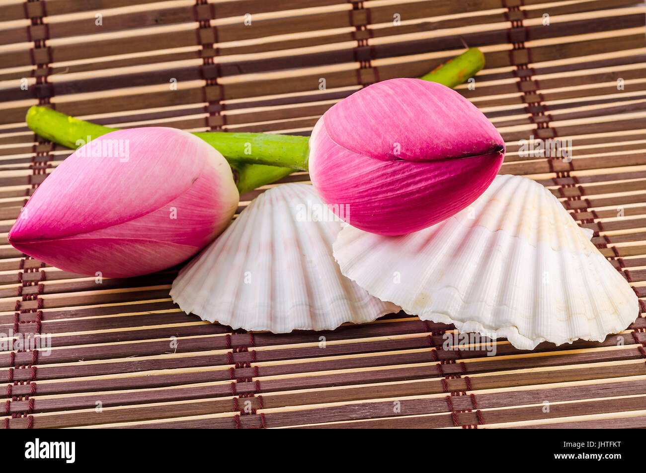 Pink lotus flowers with white shells, water lily bud, close up, wooden ...