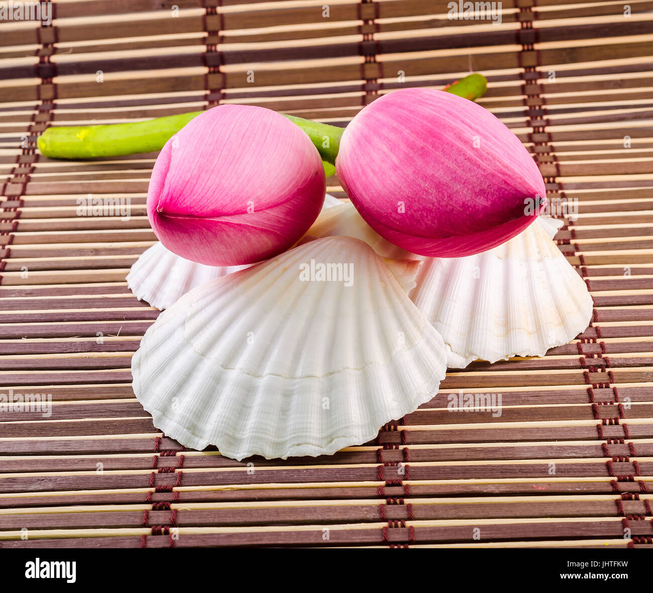 Pink lotus flowers with white shells, water lily bud, close up, wooden ...