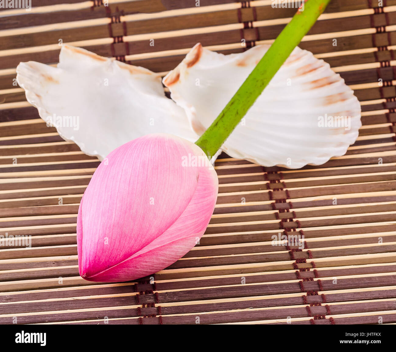 Pink lotus flowers with white shells, water lily bud, close up, wooden ...