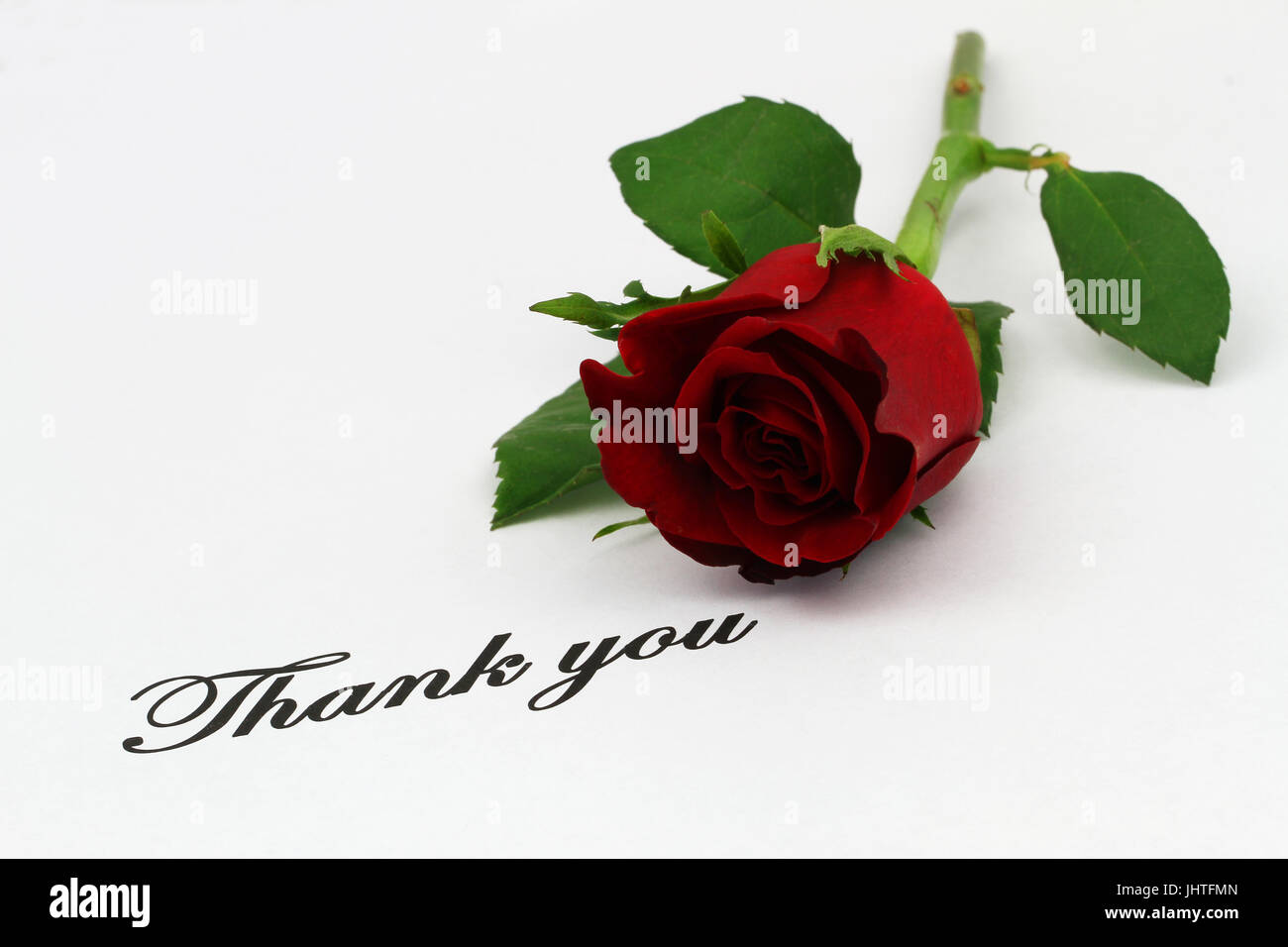 Thank You White Roses