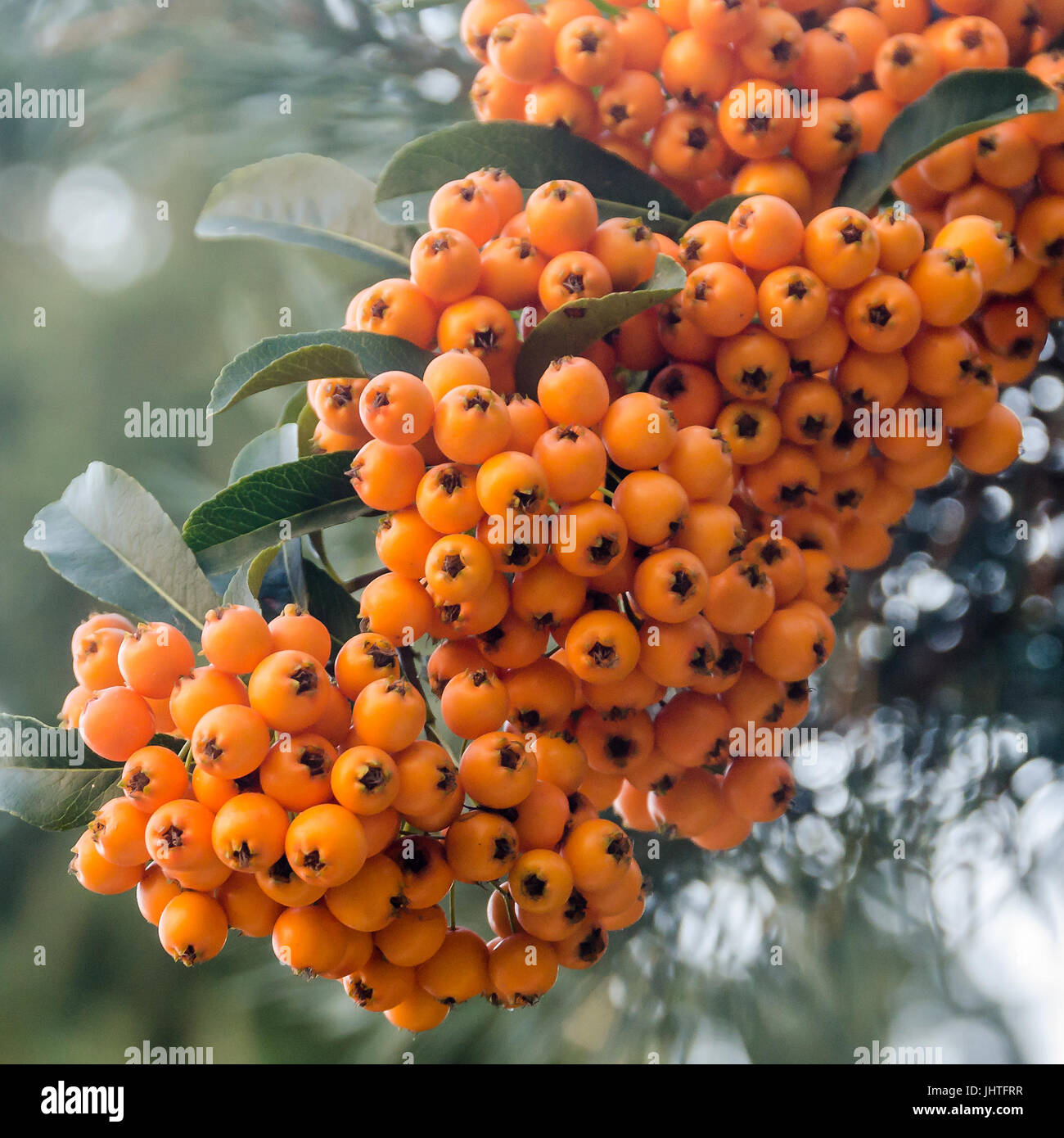 Ilex verticillata, the winterberry, also known as Black Alder ...