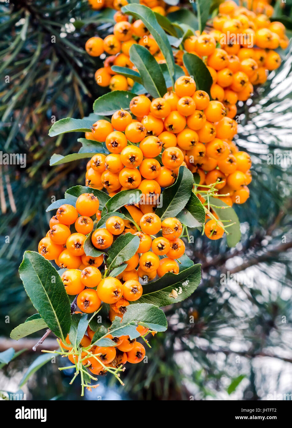 Ilex verticillata, the winterberry, also known as Black Alder ...
