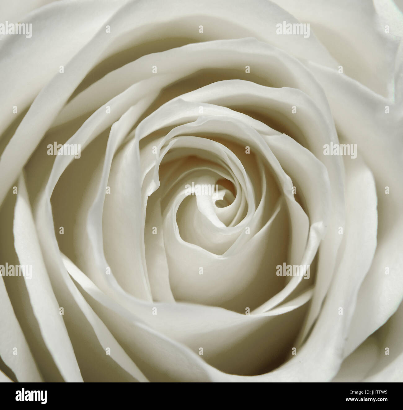 White rose petals texture, close up, background Stock Photo - Alamy