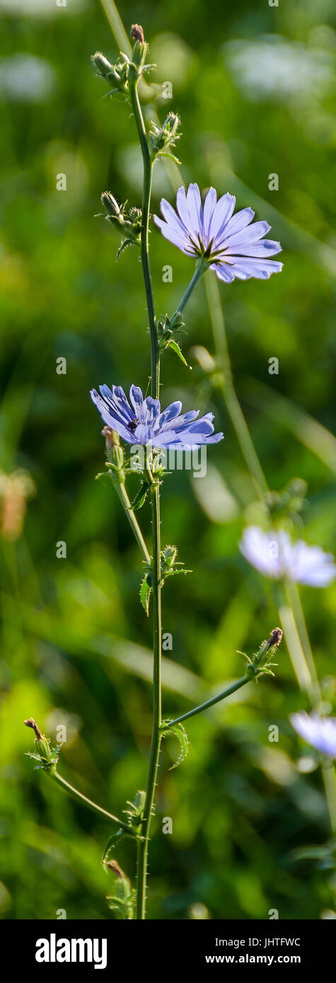 Cichorium intybus blue flower, close up, in Romania known as "Cicoarea ...