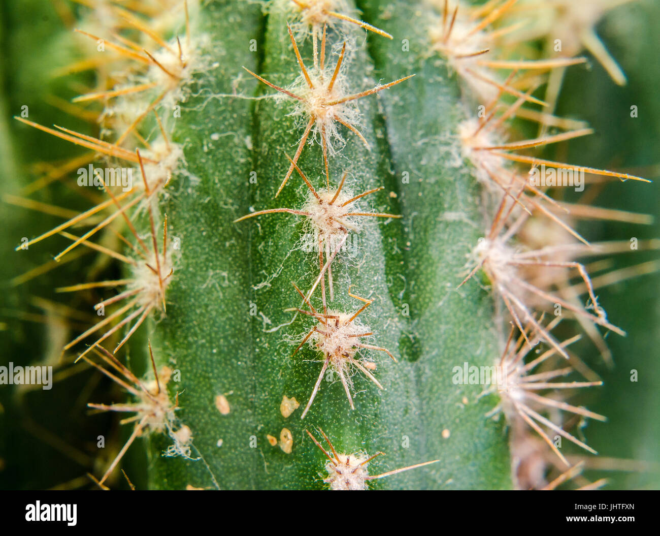 Detail of a green cactus spikes, close up Stock Photo - Alamy