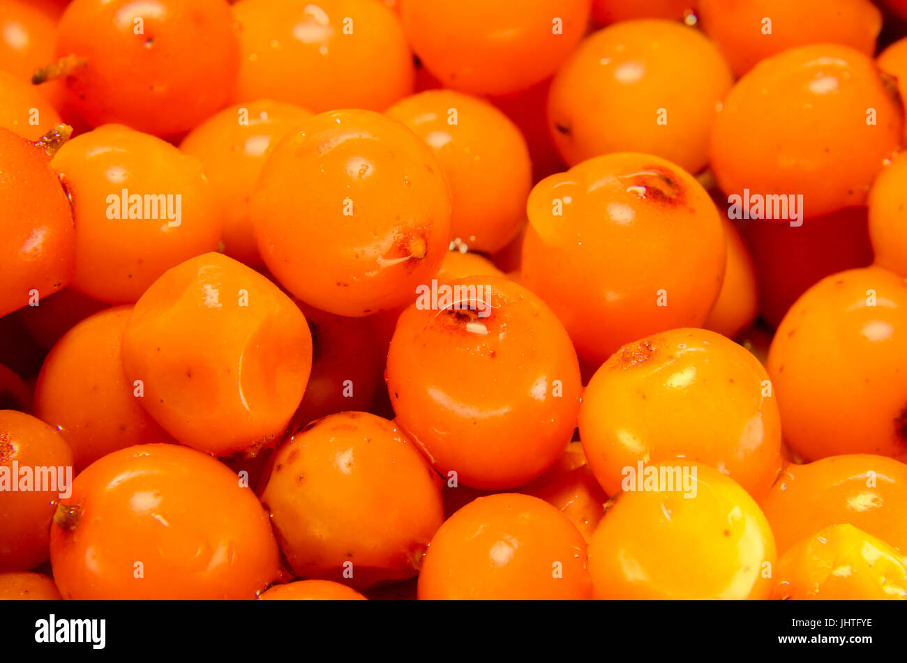 Orange fruits of Hippophae rhamnoides, common name sea-buckthorn, in ...