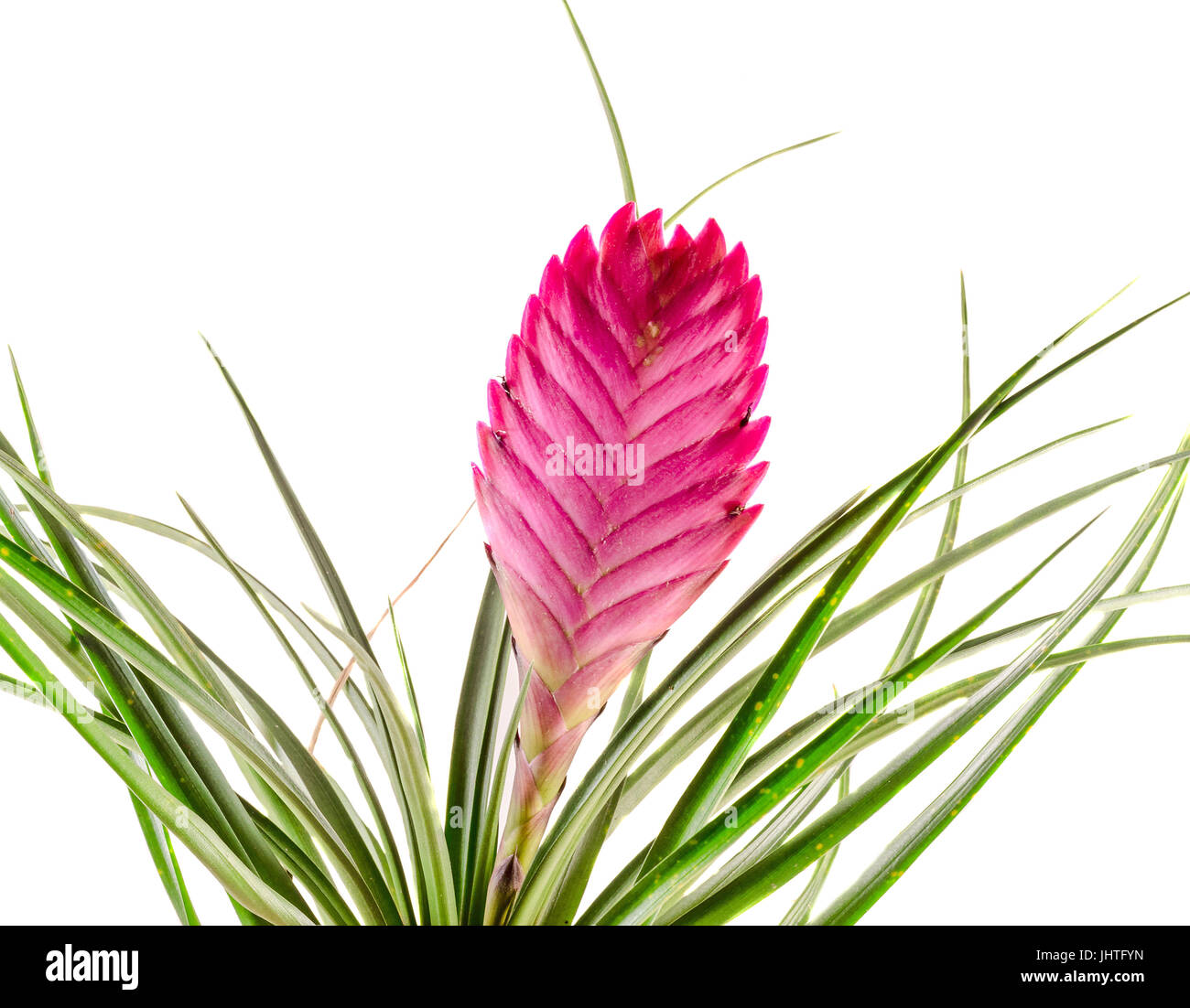 Purple Tillandsia Cyanea flower in a brown flower pot, close up ...