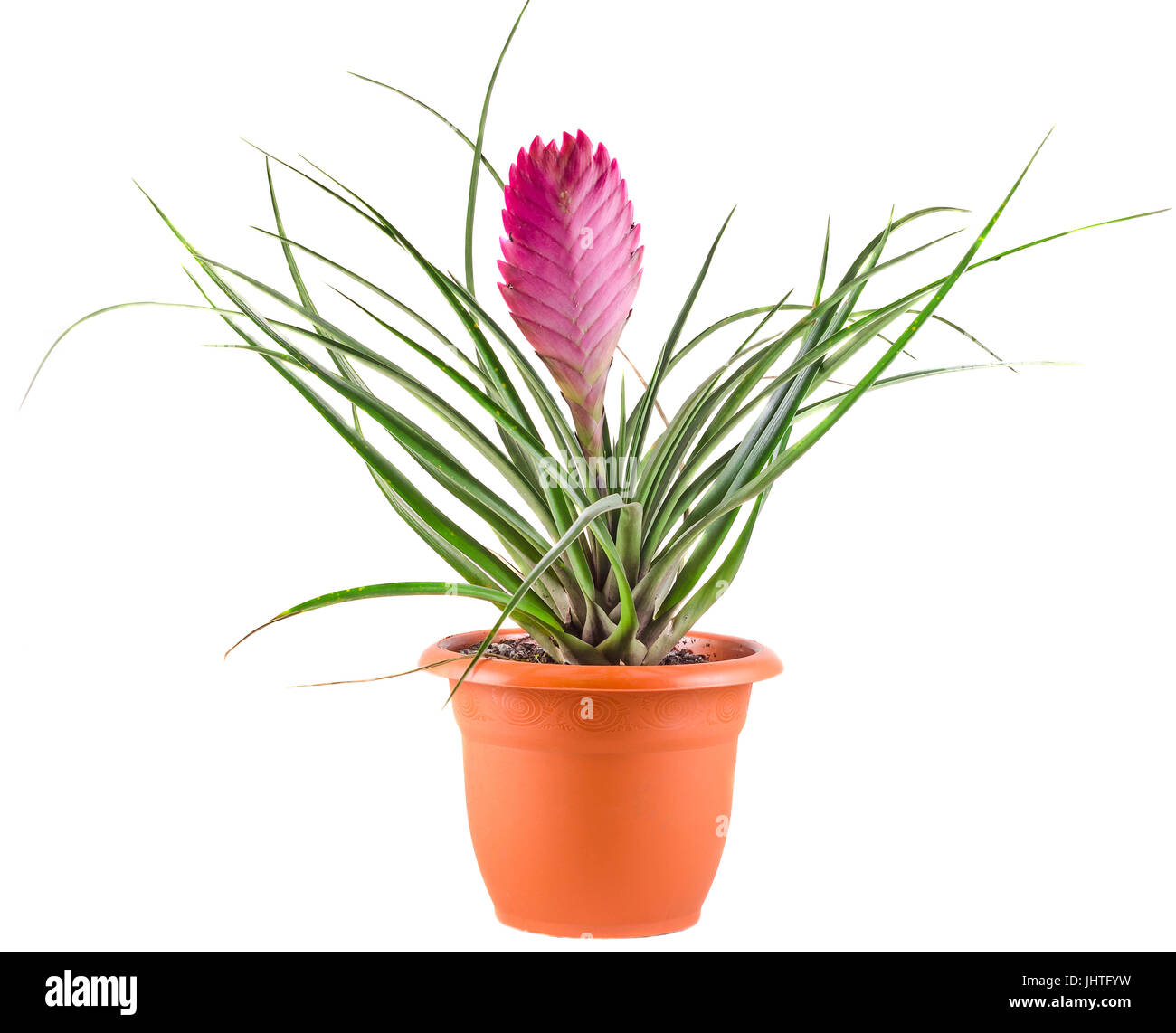 Purple Tillandsia Cyanea flower in a brown flower pot, close up ...