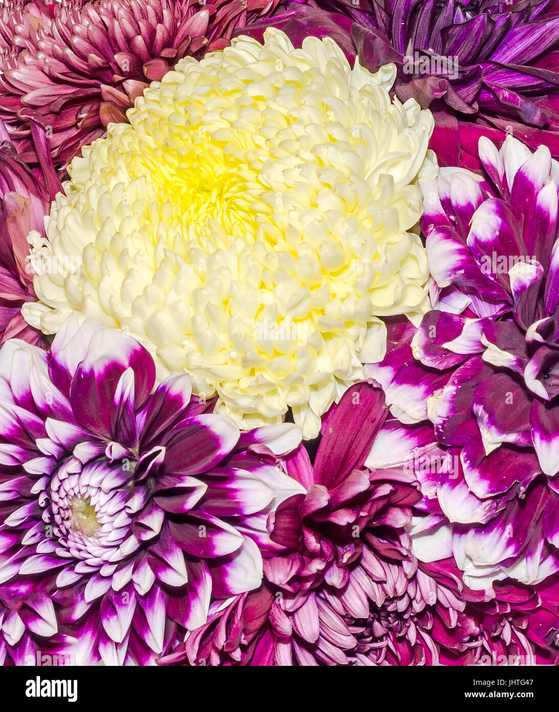 Yellow and purple chrysanthemum flowers close up, macro Stock Photo - Alamy