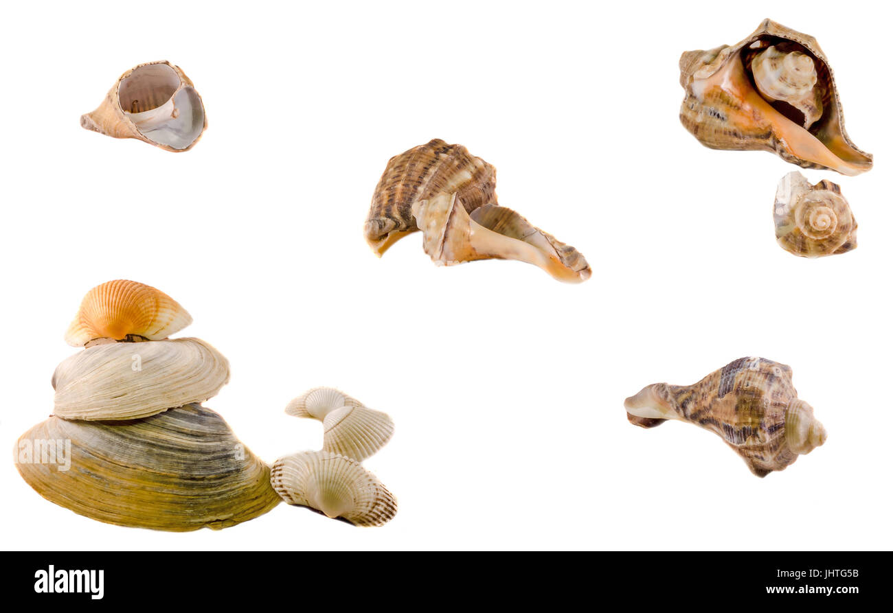 Sea colored shell, close up, isolated, white background Stock Photo - Alamy