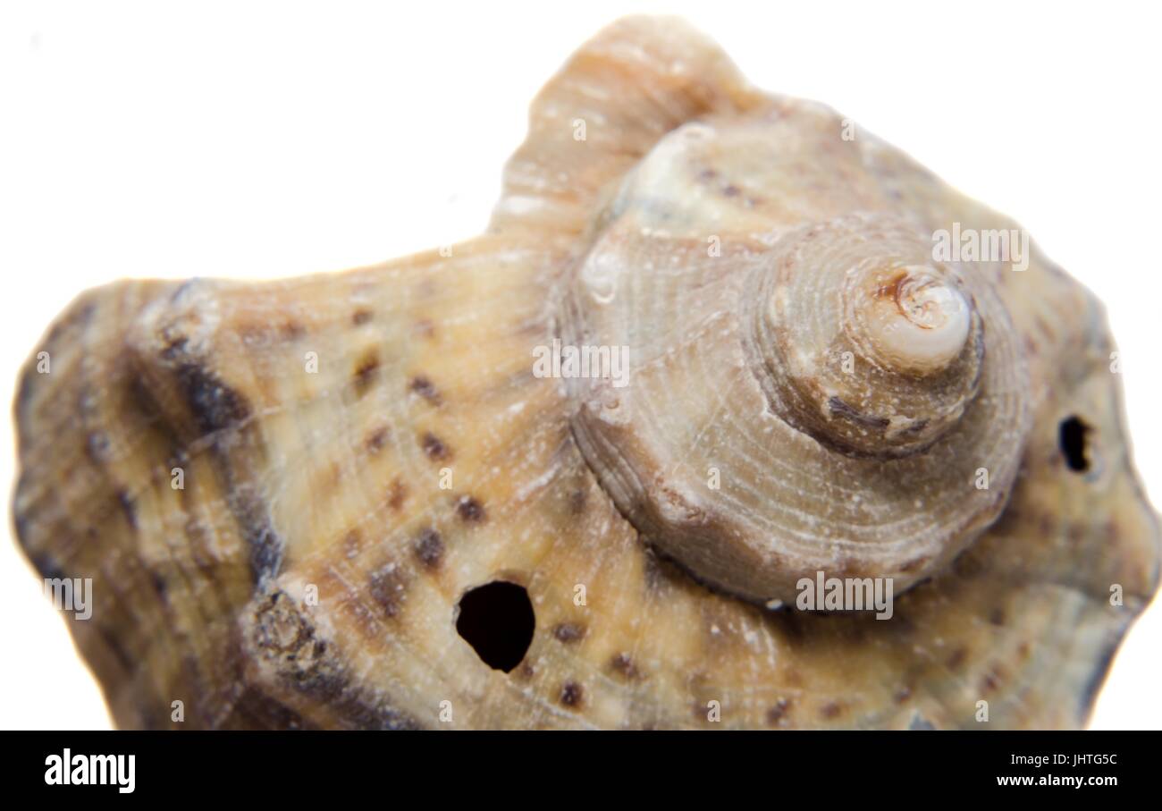 Sea colored shell, close up, isolated, white background Stock Photo - Alamy