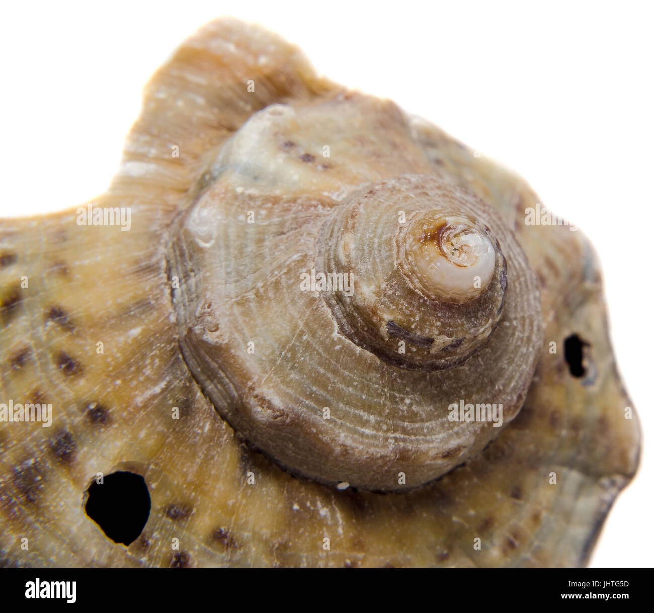 Sea colored shell, close up, isolated, white background Stock Photo - Alamy