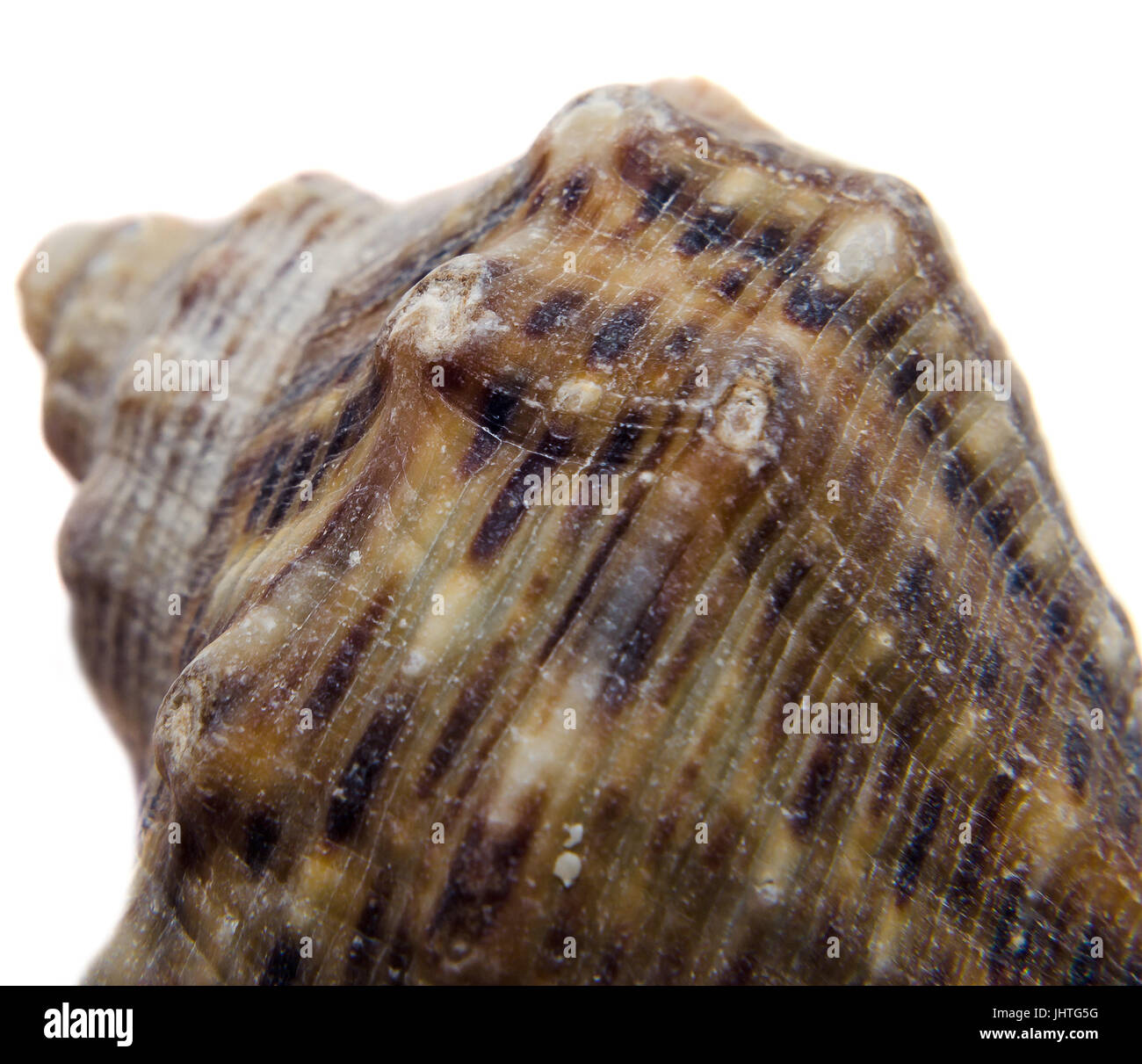 Sea colored shell, close up, isolated, white background Stock Photo - Alamy