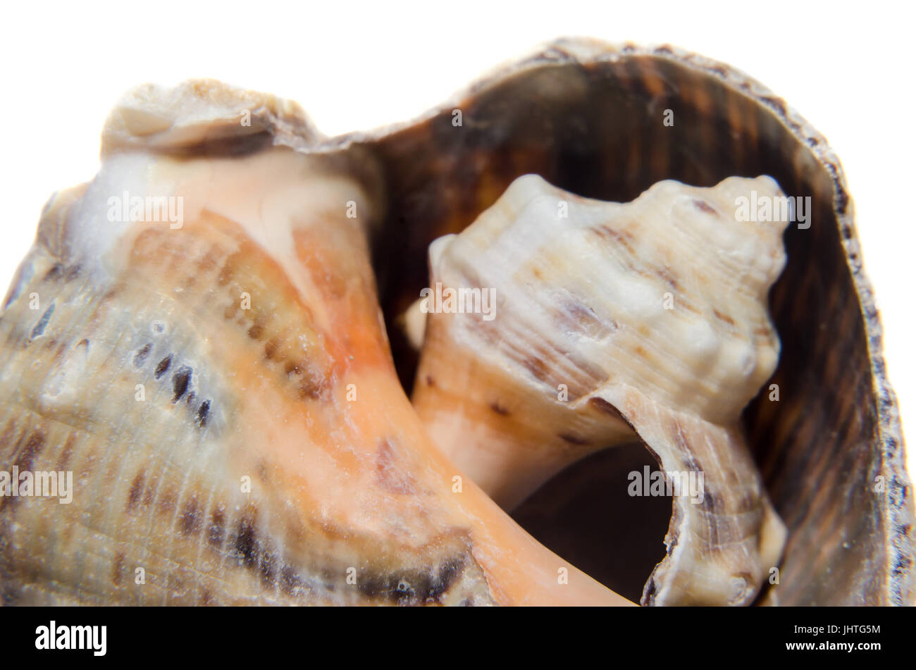 Sea colored shells, inside baby shell, close up, isolated, white ...