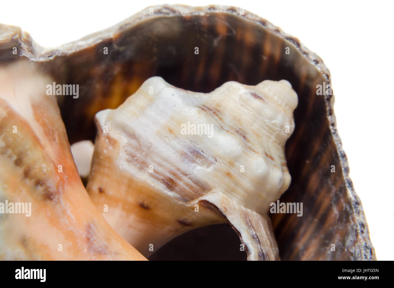 Sea colored shells, inside baby shell, close up, isolated, white ...