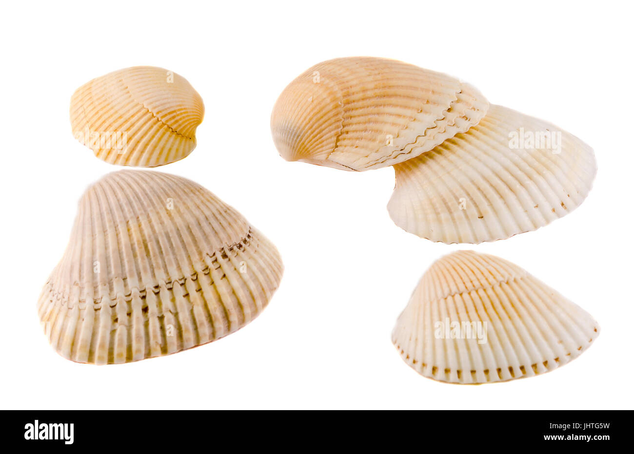 Sea colored shells, close up, isolated, white background Stock Photo ...