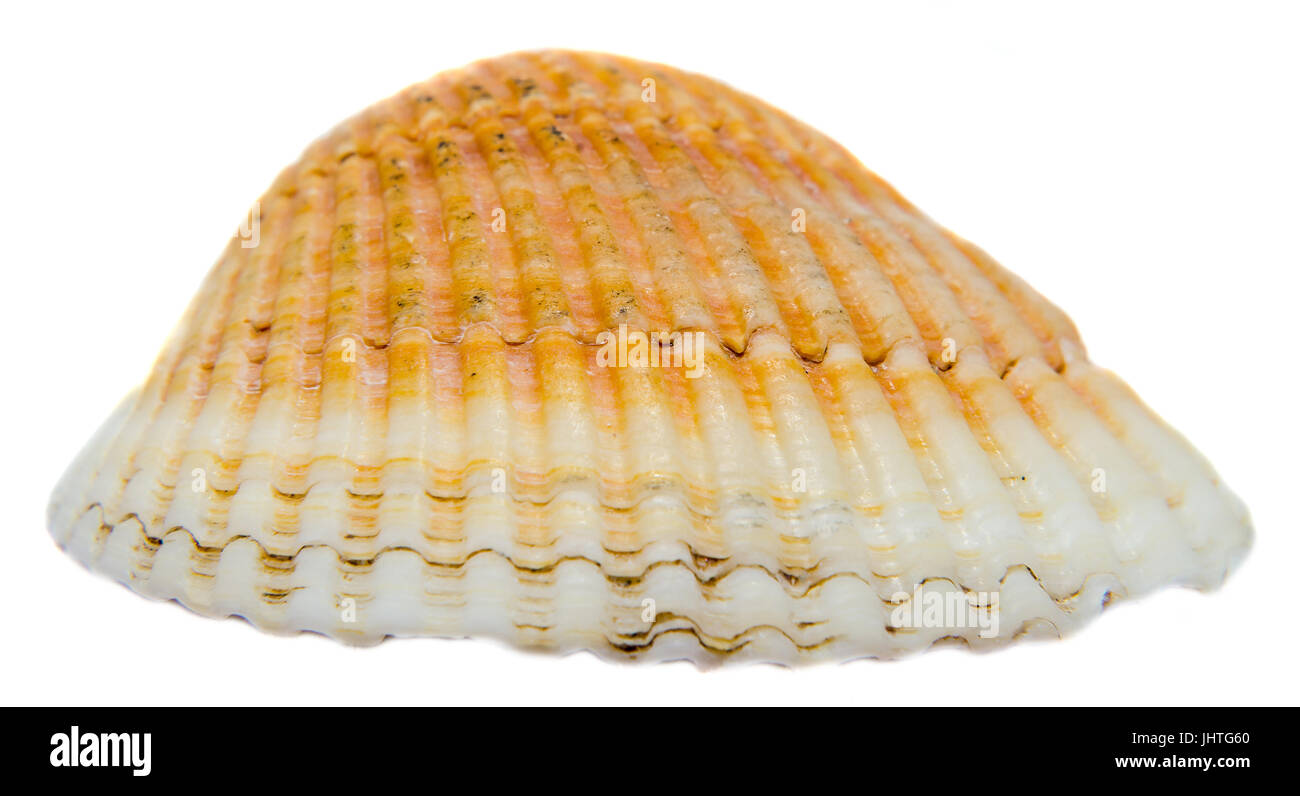 Sea colored shells, close up, isolated, white background Stock Photo ...