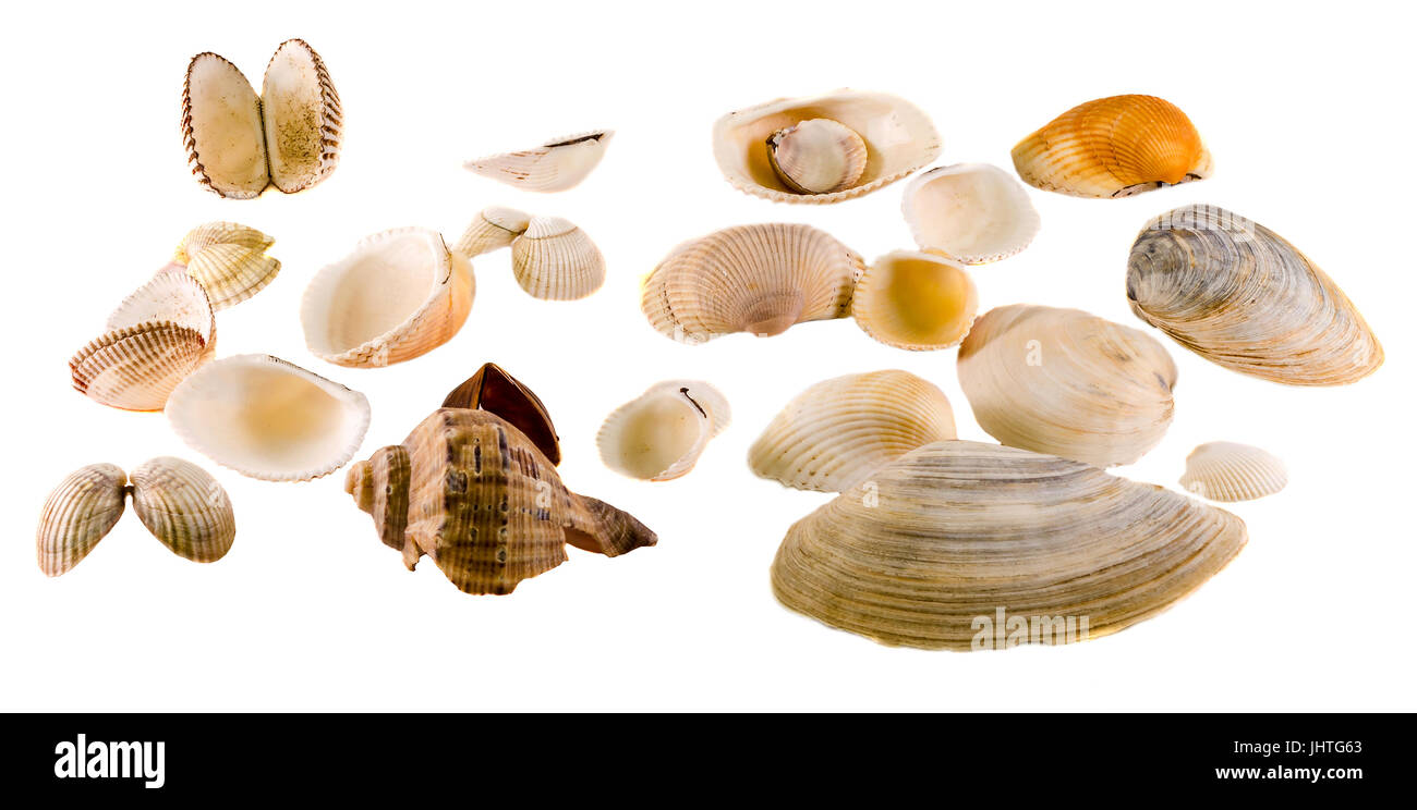 Collection of sea colored shells, close up, isolated, white background ...