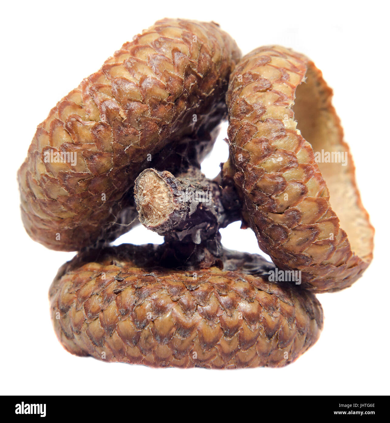 Brown acorn cover fruit, close up, isolated, white background Stock ...