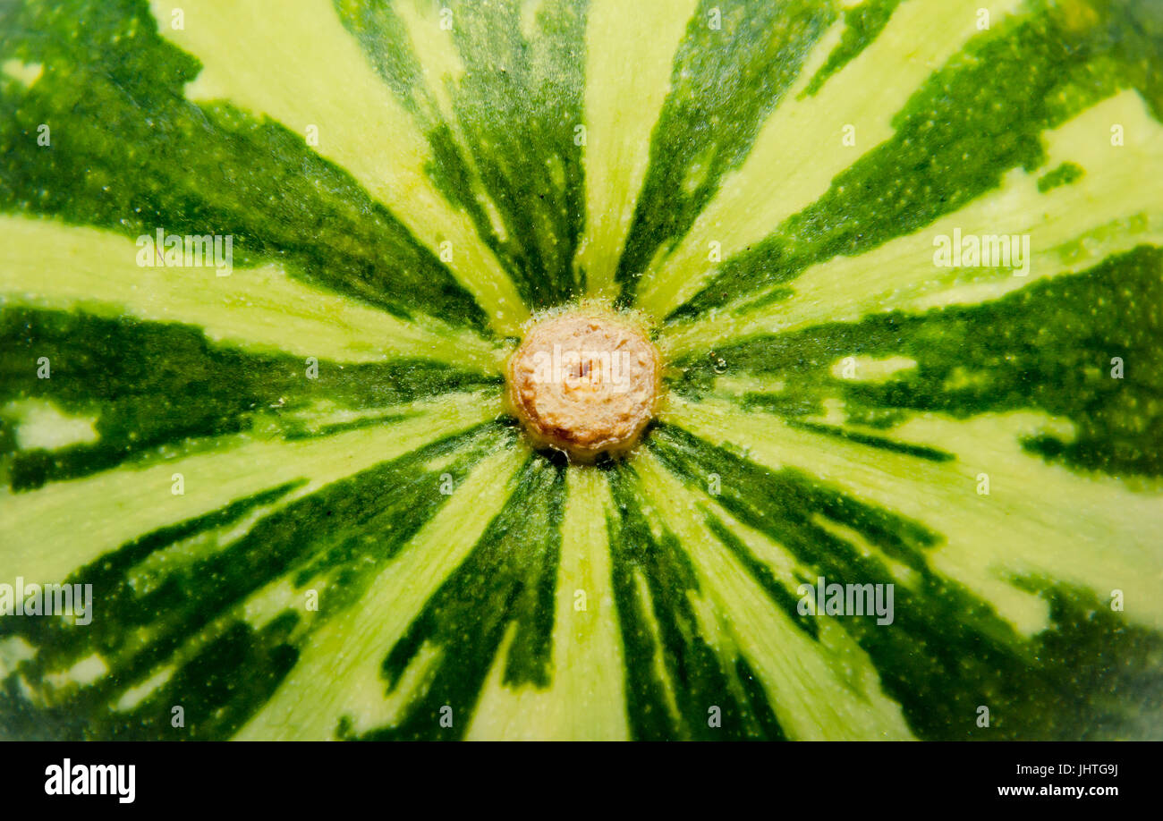 Stripped squash hi-res stock photography and images - Alamy