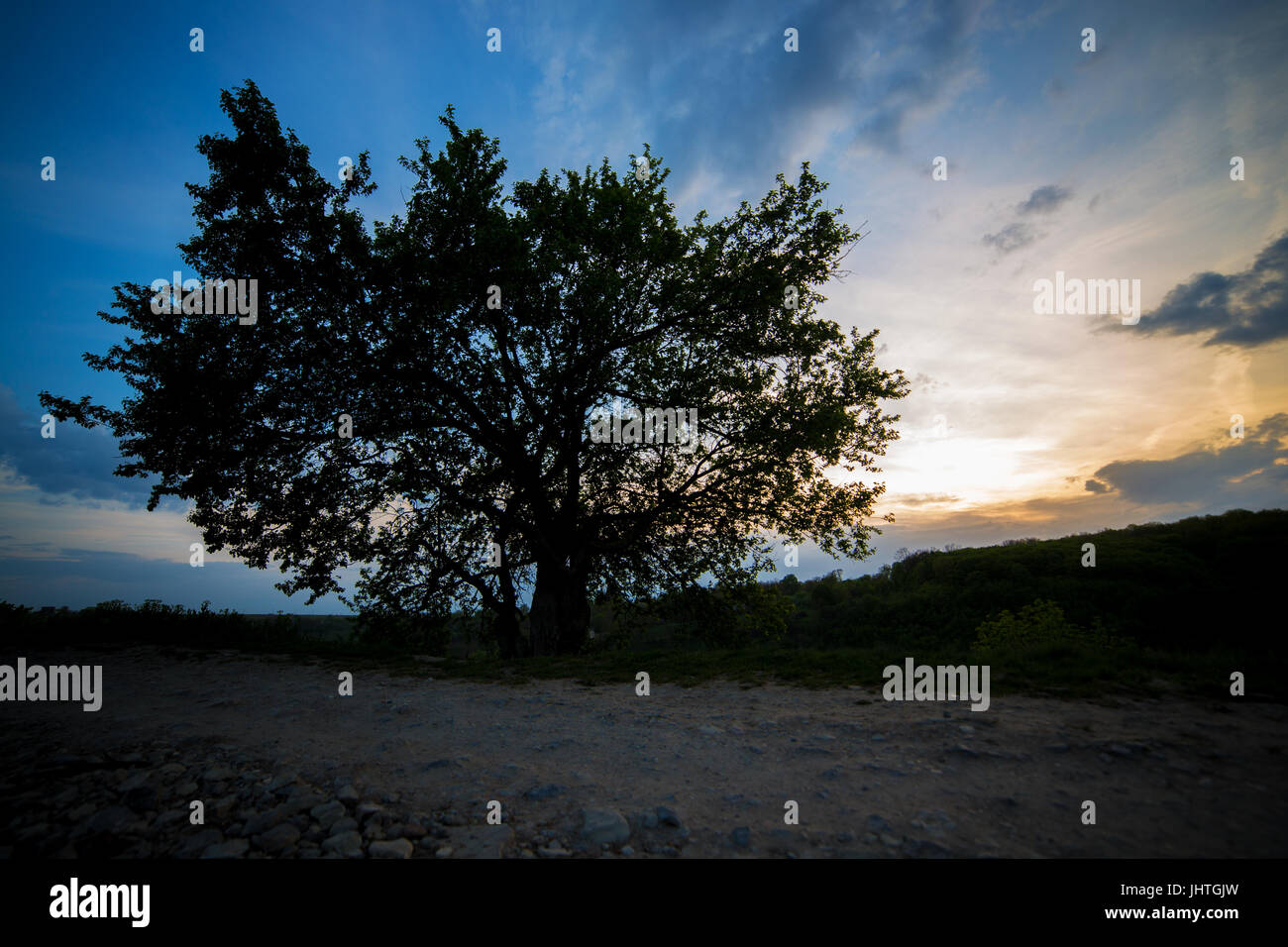 lonely tree on sunset Stock Photo - Alamy