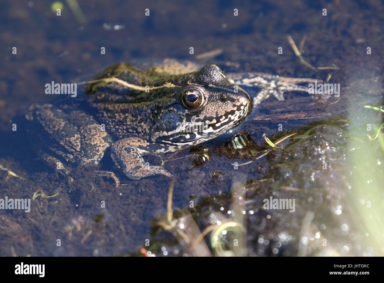 Marsh Frog in pool at Ham Wall, RSPB Stock Photo - Alamy