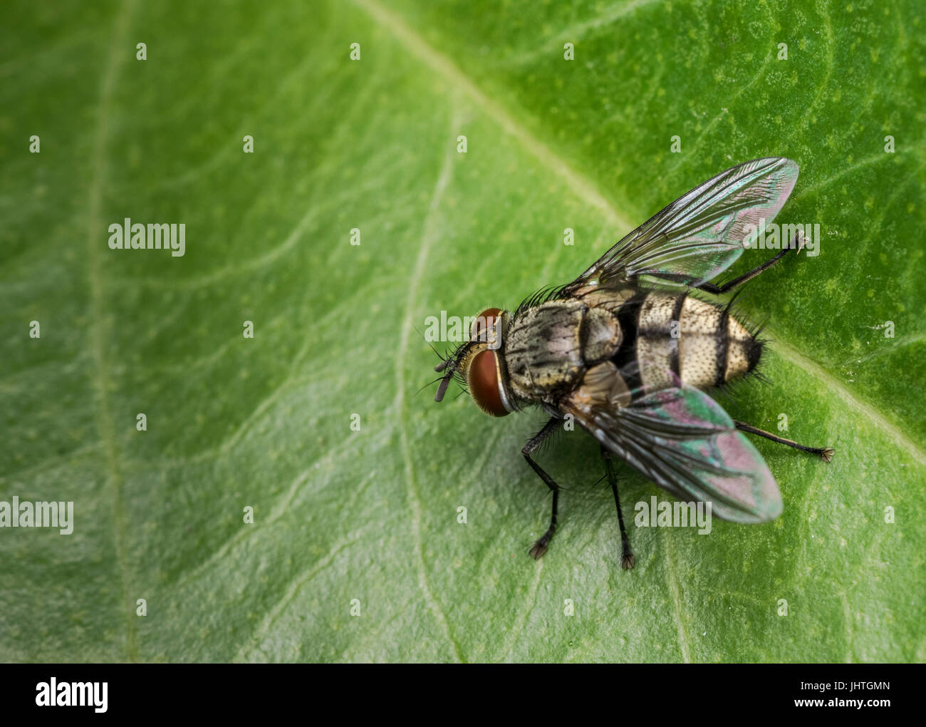 Close up housefly resting hi-res stock photography and images - Alamy