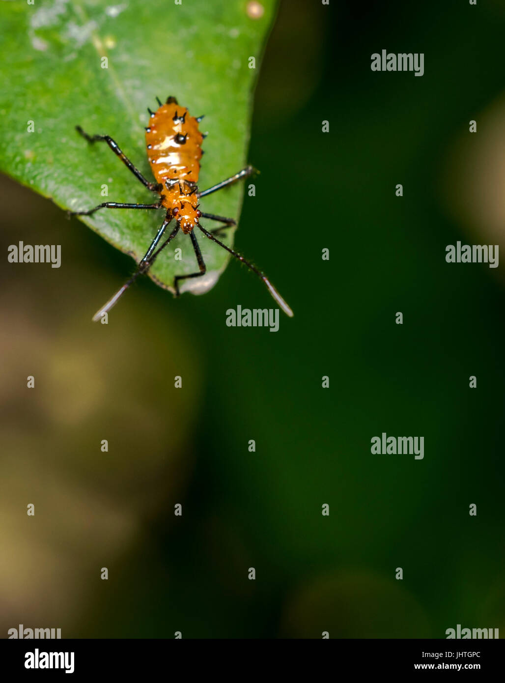 Genus zelus or assassin orange bug hanging on a tree leaf Stock Photo ...