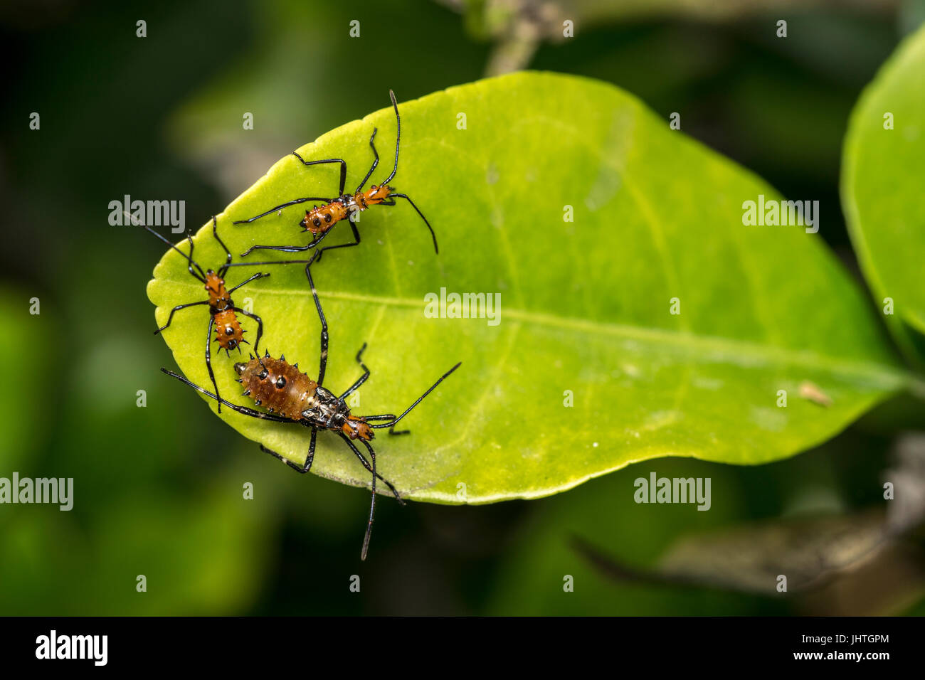 Genus zelus or assassin orange bugs hanging on a tree leaf Stock Photo ...