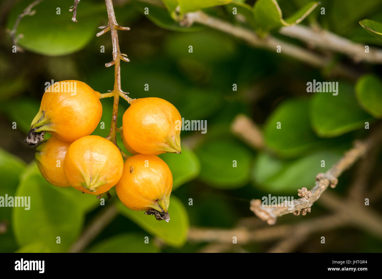 Yellow berries hanging on a tree branch Stock Photo - Alamy