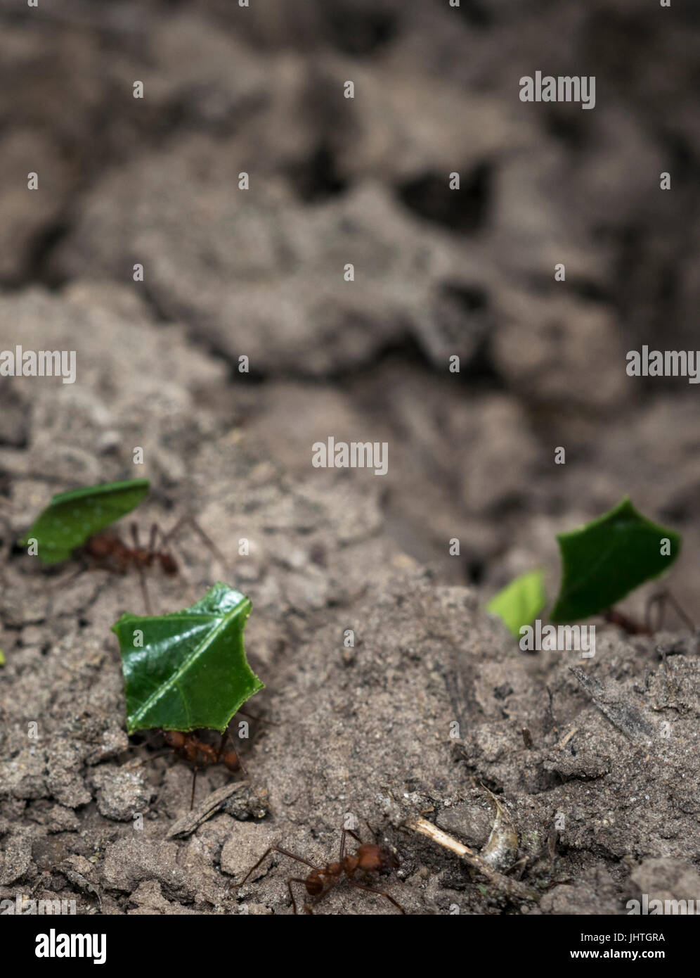 Leaf cutter ants nest hi-res stock photography and images - Alamy