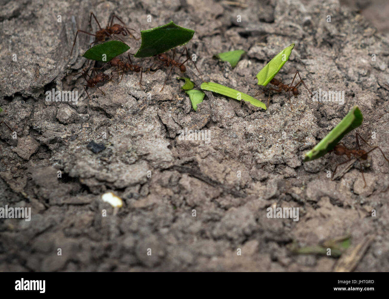 Ants carrying green leaf parts to their nest Stock Photo - Alamy