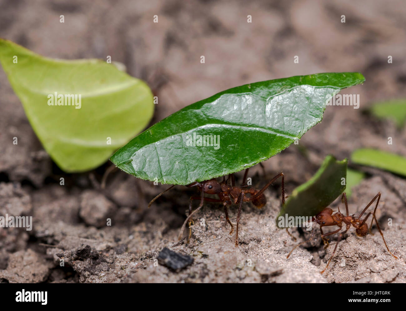Ants carrying green leaf parts to their nest Stock Photo - Alamy