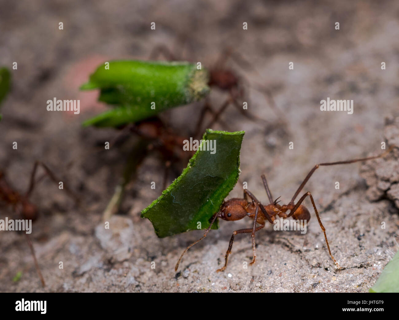 Close view small ants carrying hi-res stock photography and images - Alamy