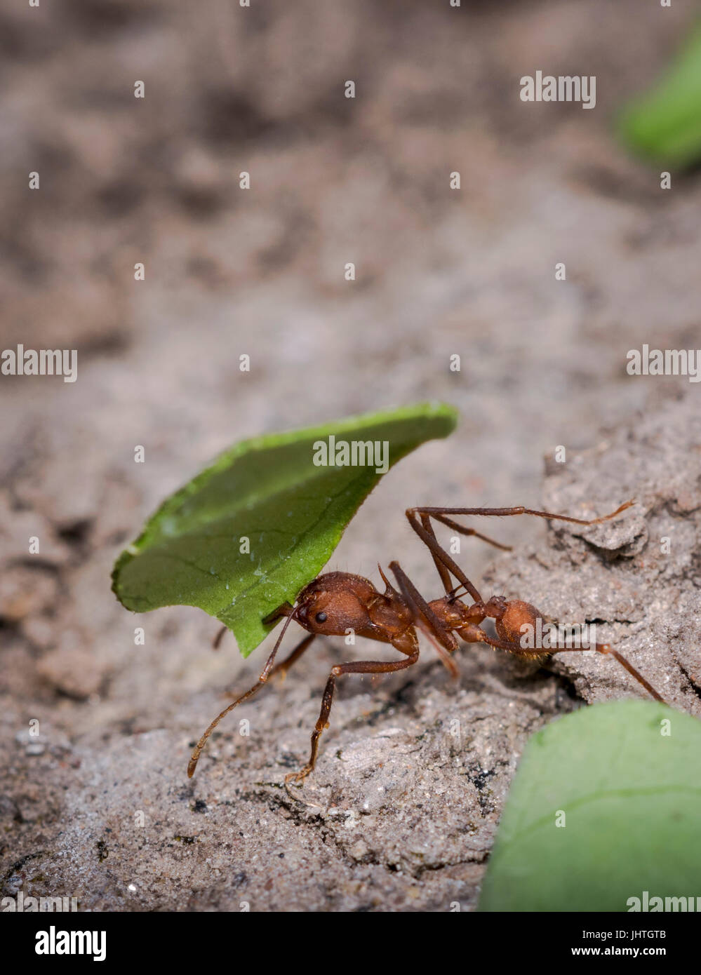 Leafcutter ant nest hi-res stock photography and images - Alamy
